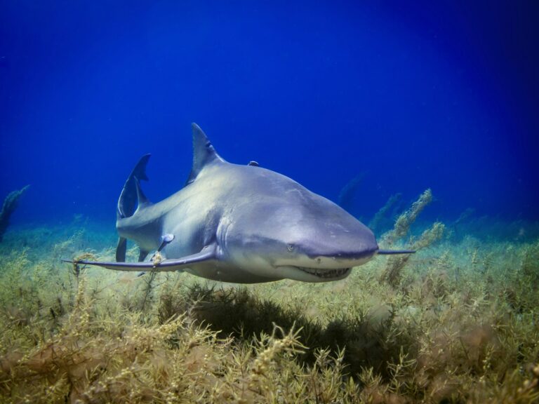 Do Sharks Sleep? The Fascinating Science Behind Their Rest Patterns