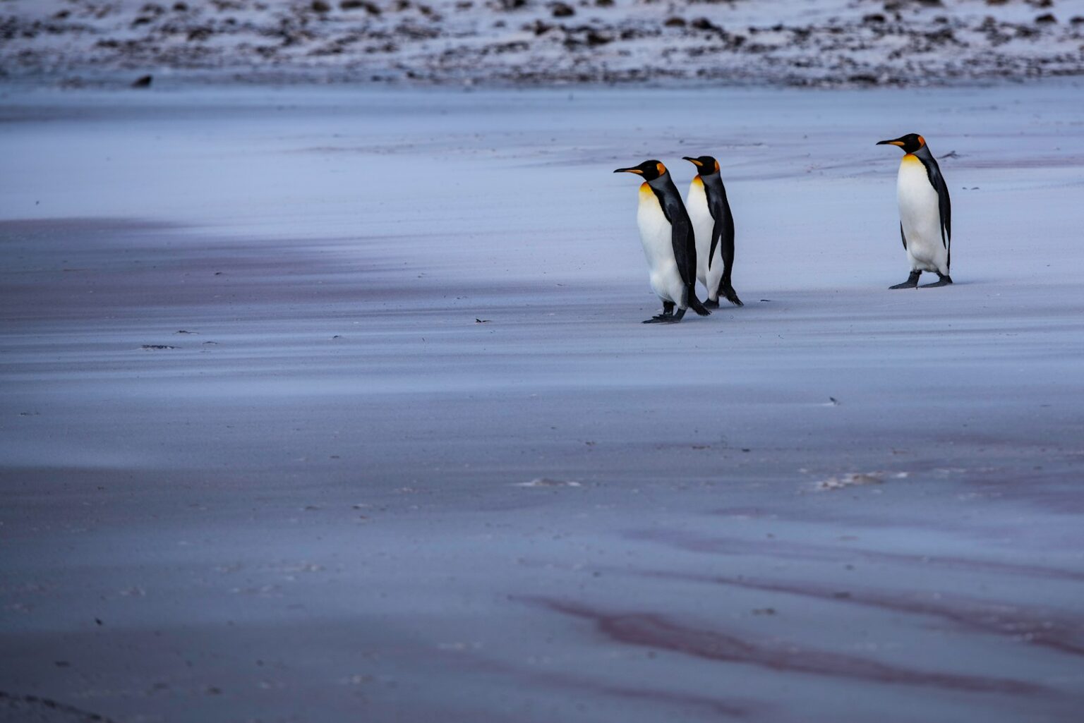 Penguins: The Only Flightless Birds That Thrive in the Ocean