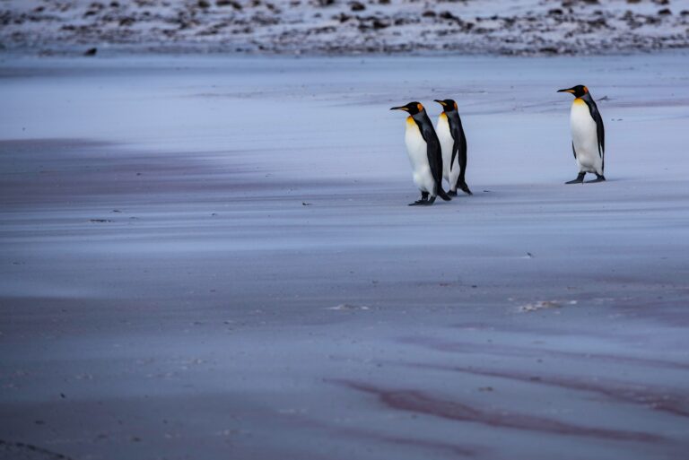 Penguins: The Only Flightless Birds That Thrive in the Ocean