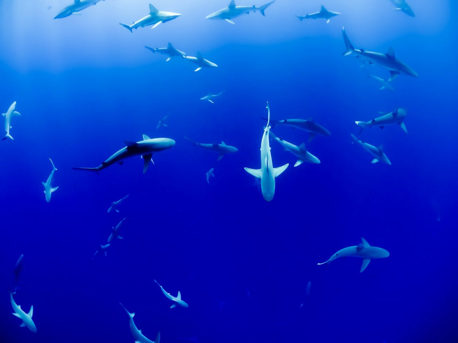 Why Some Sharks Have Stripes and Others Have Spots