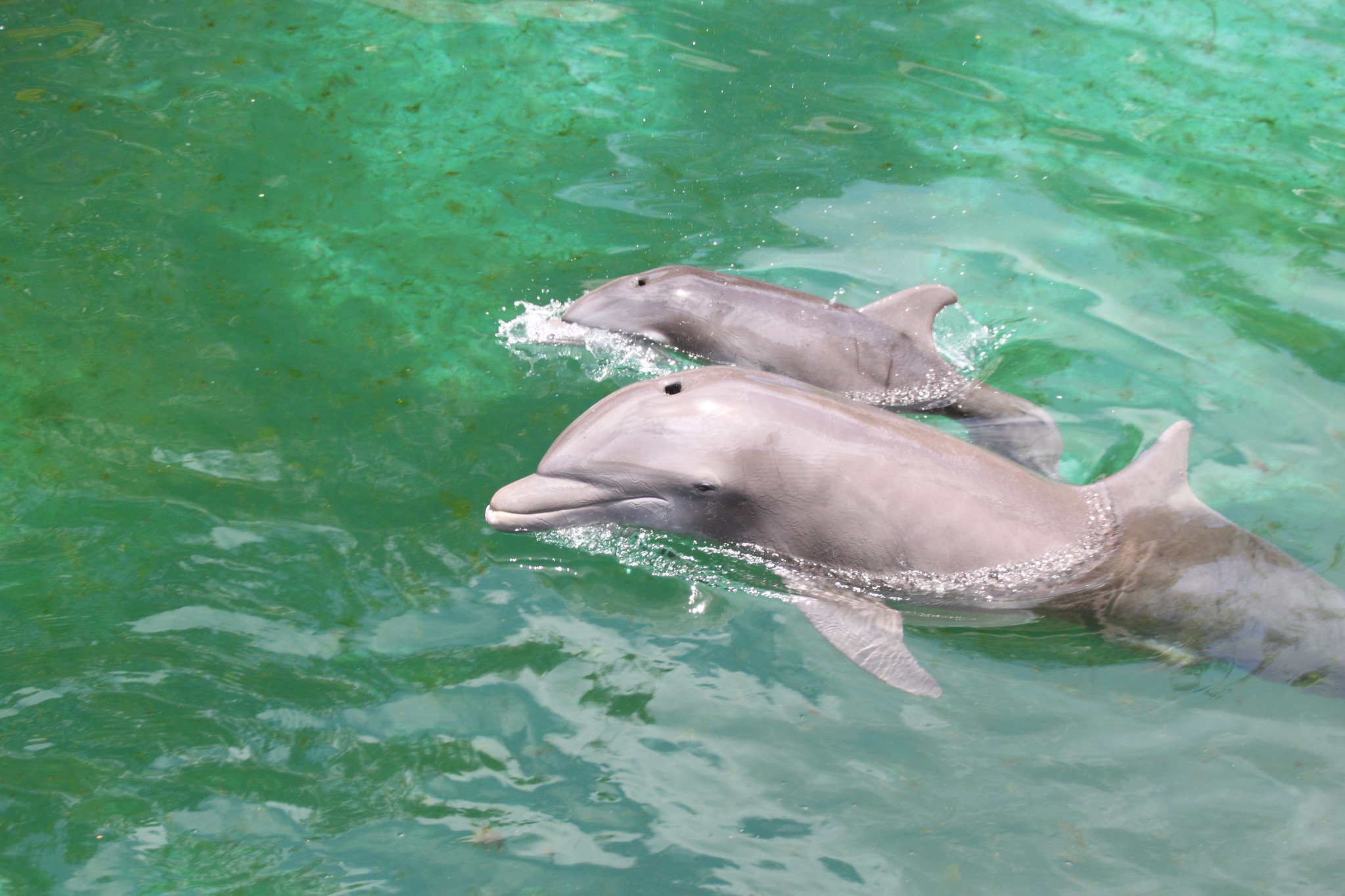 How Dolphins Save Injured Friends in the Wild