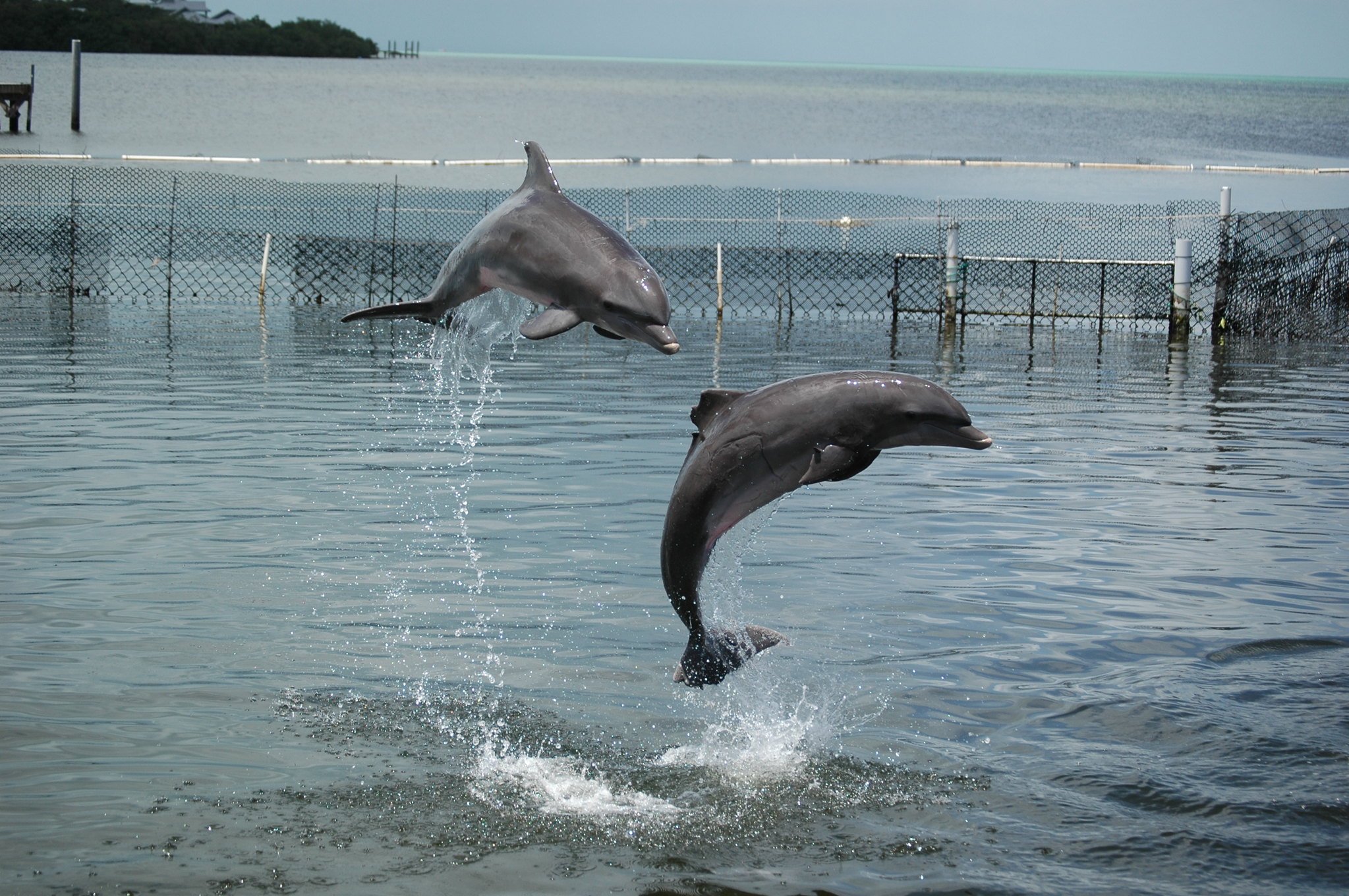 The Dolphin Brain vs. The Human Brain—Which Is Smarter?