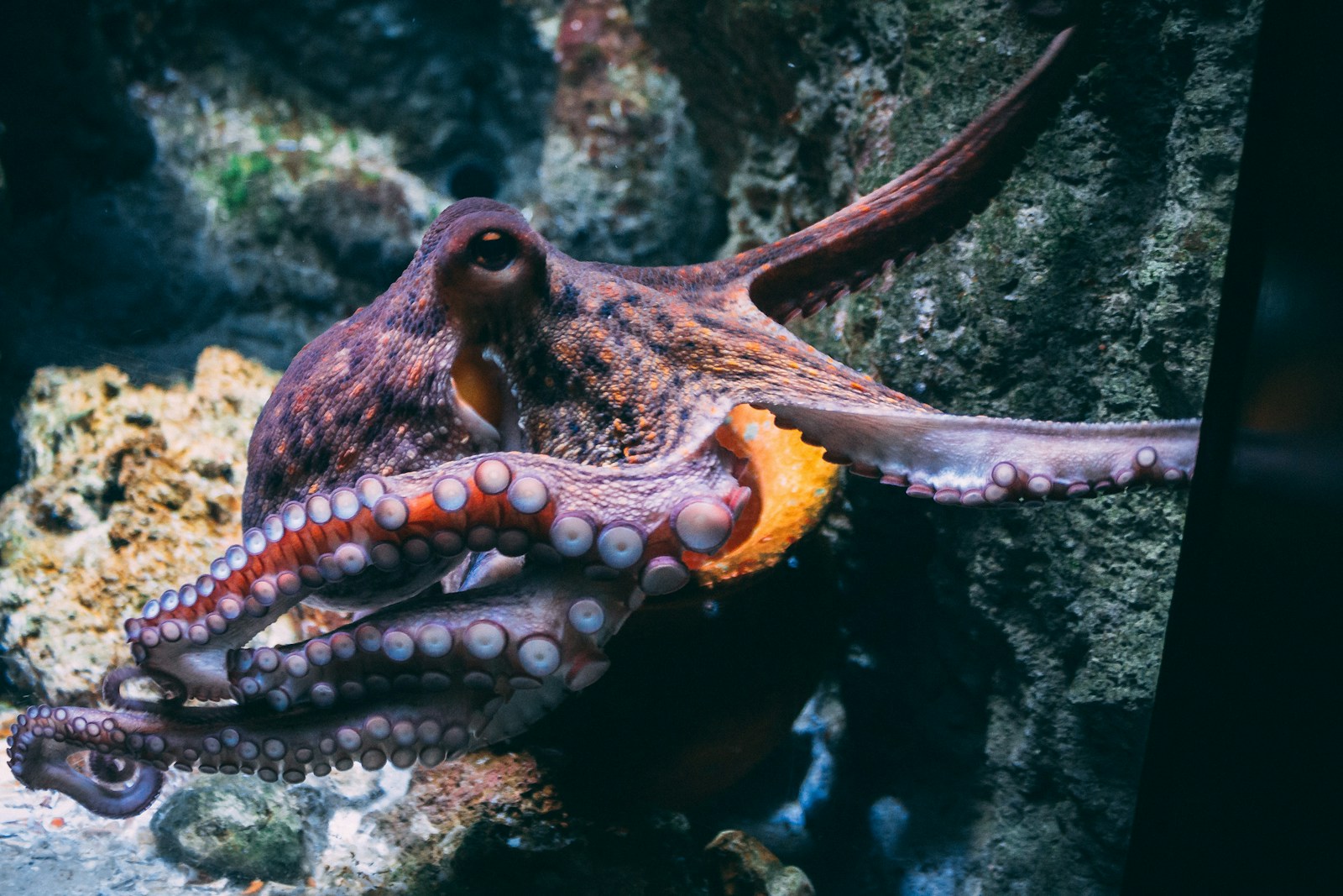 The Deep-Sea Octopus That Guards Its Eggs for Four Years