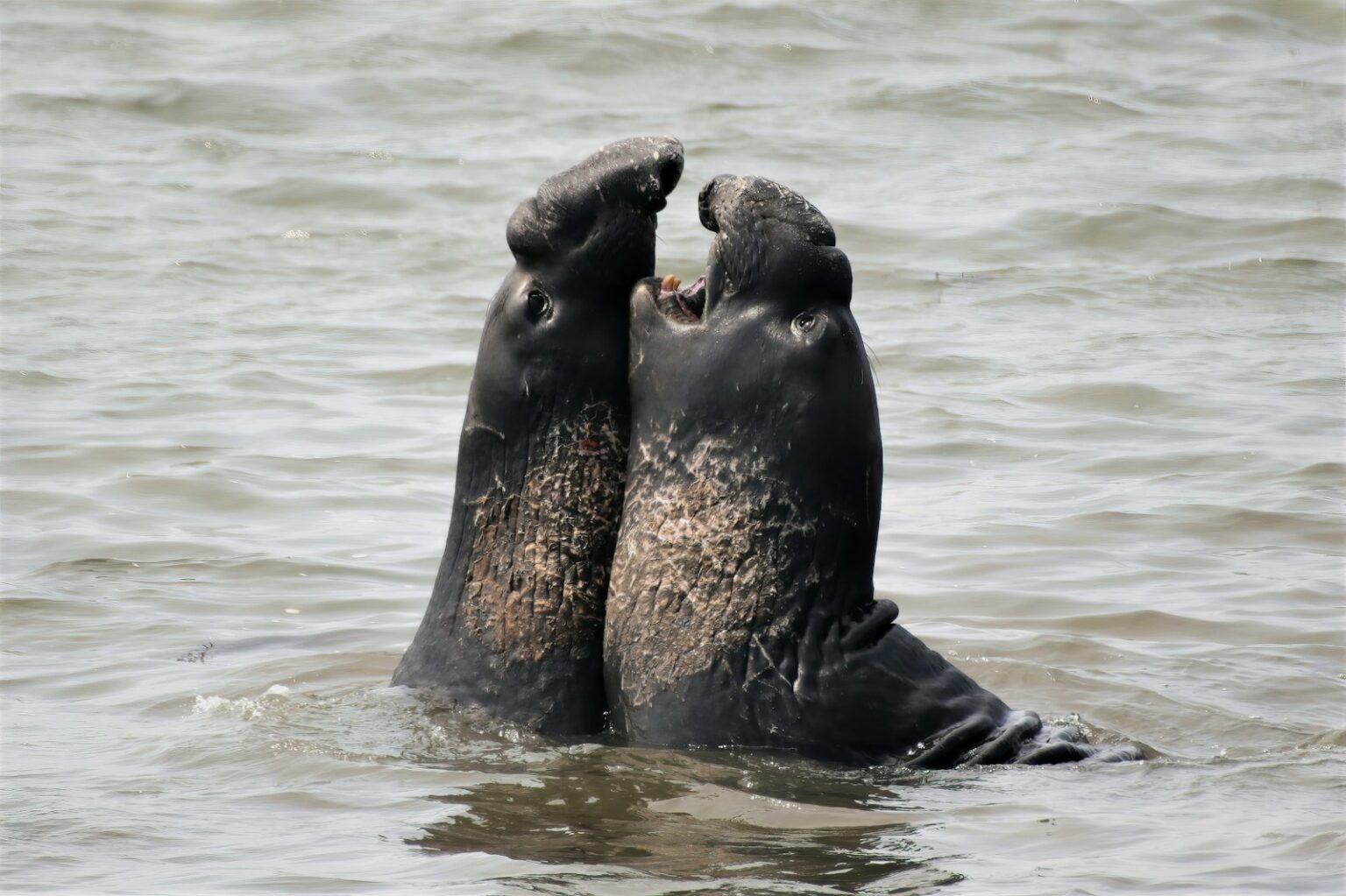 Top 12 Smartest Marine Mammals Ranked