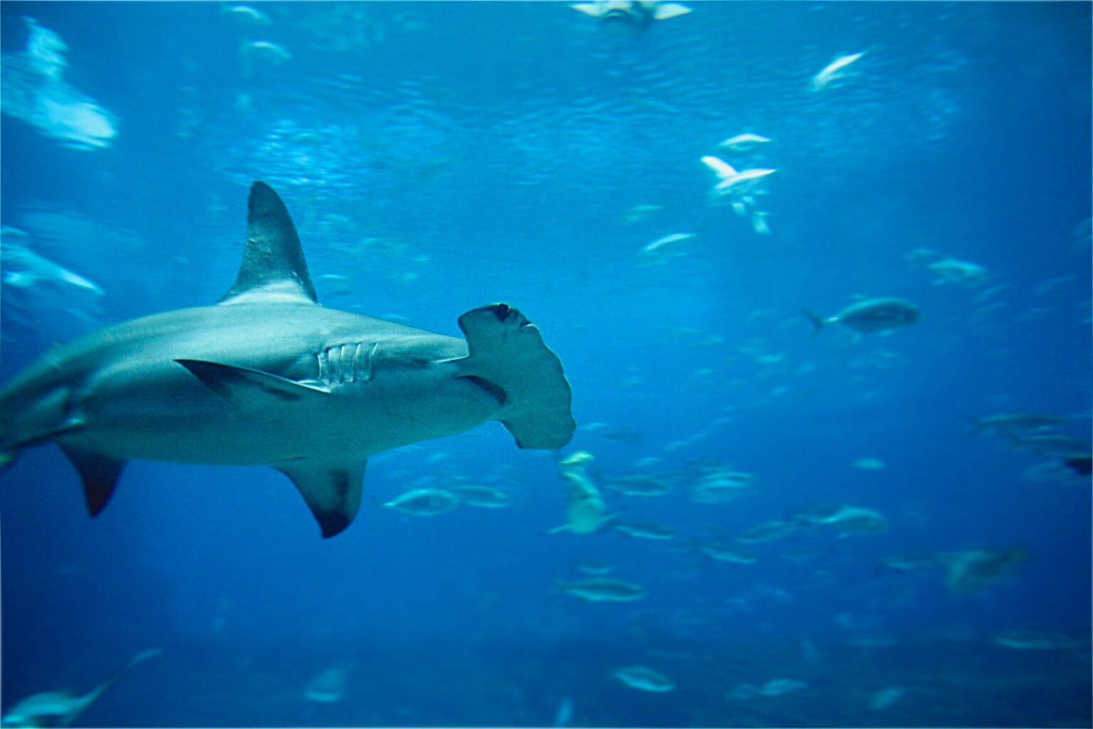 The Hammerhead’s Secret Hunting Strategy