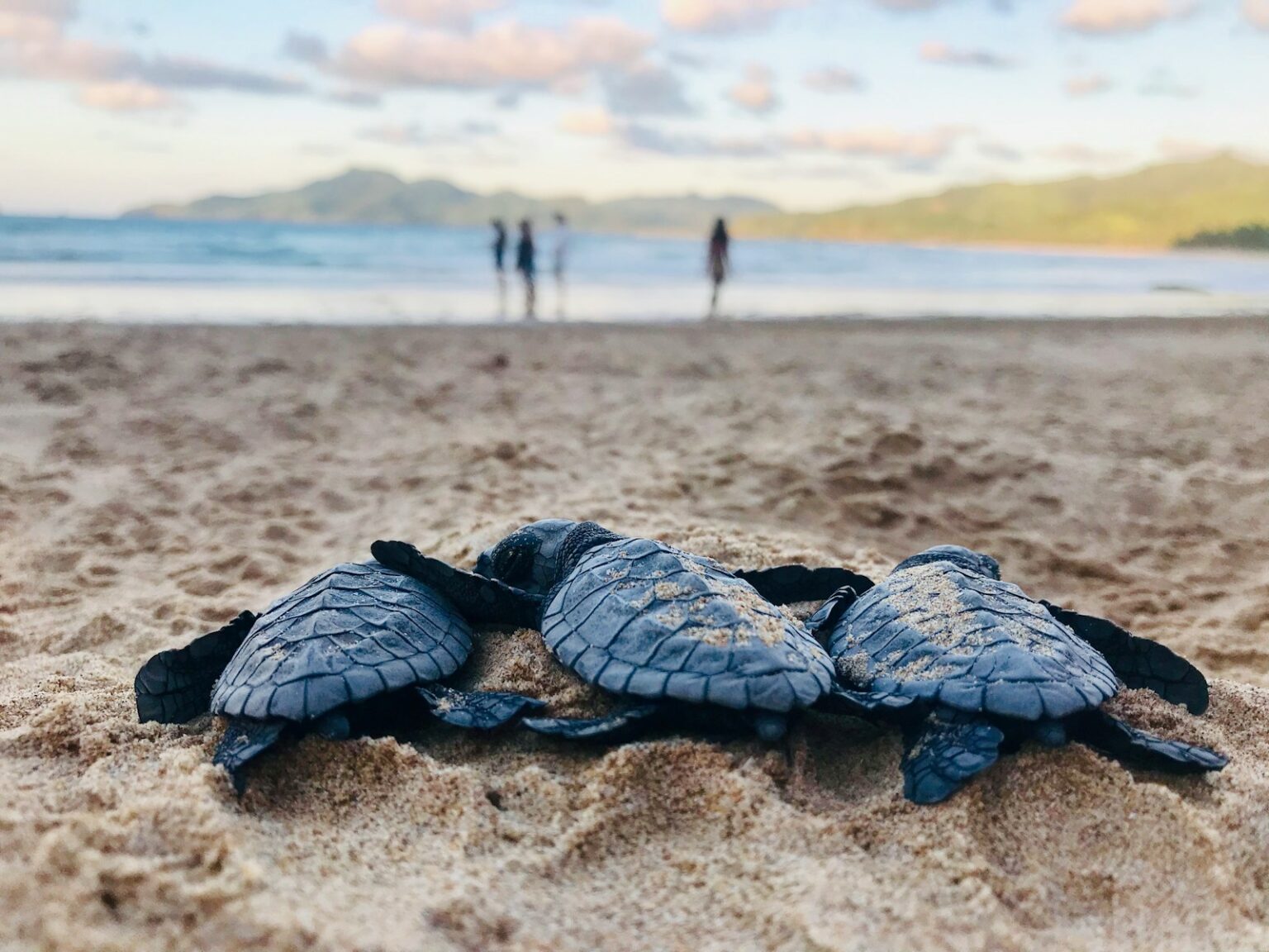 How Turtles Use Earth’s Magnetic Field to Navigate