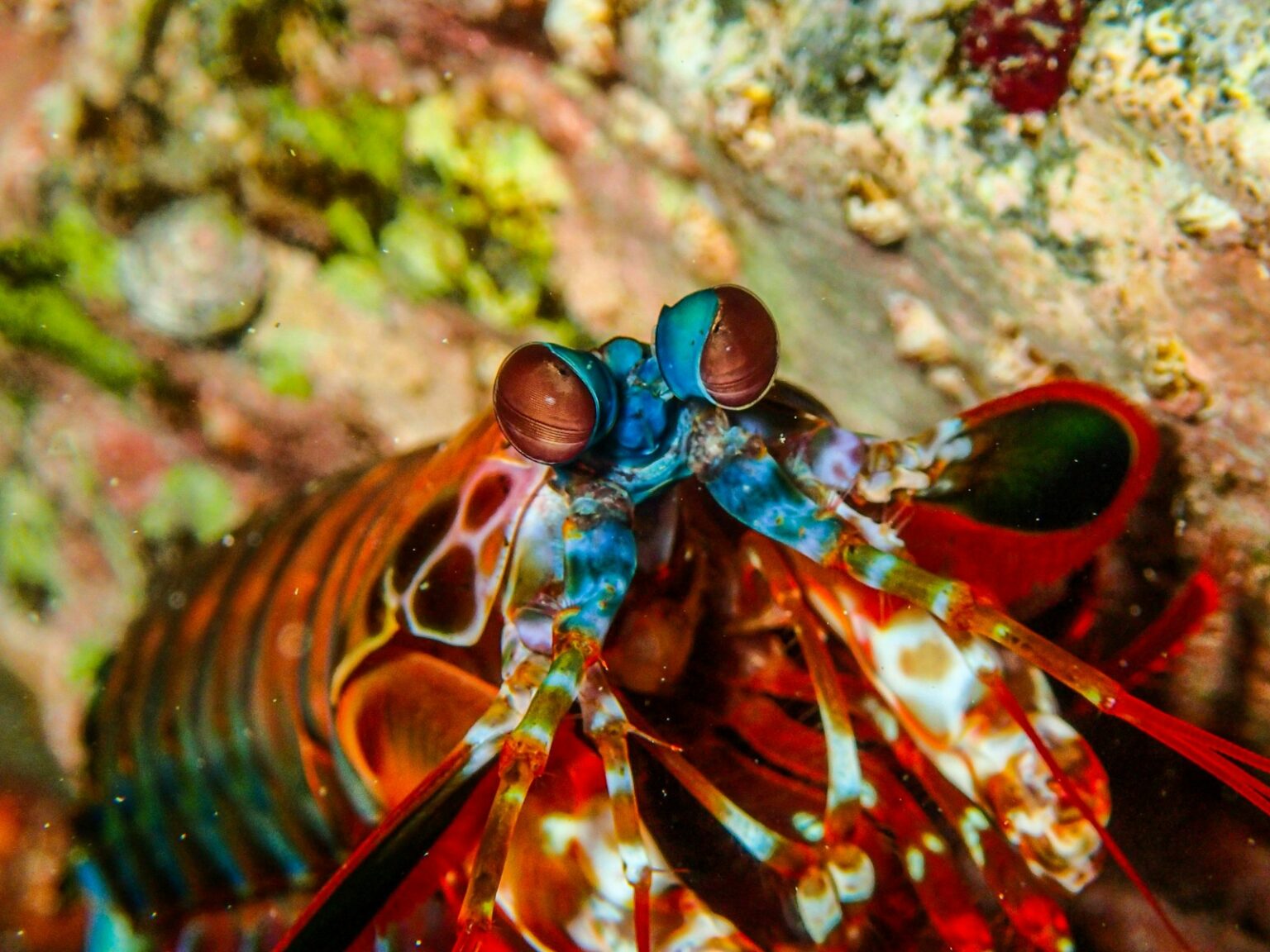 The Mantis Shrimp’s Punch—Faster Than a Bullet