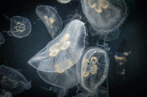 Top 10 See-Through Creatures from the Deep