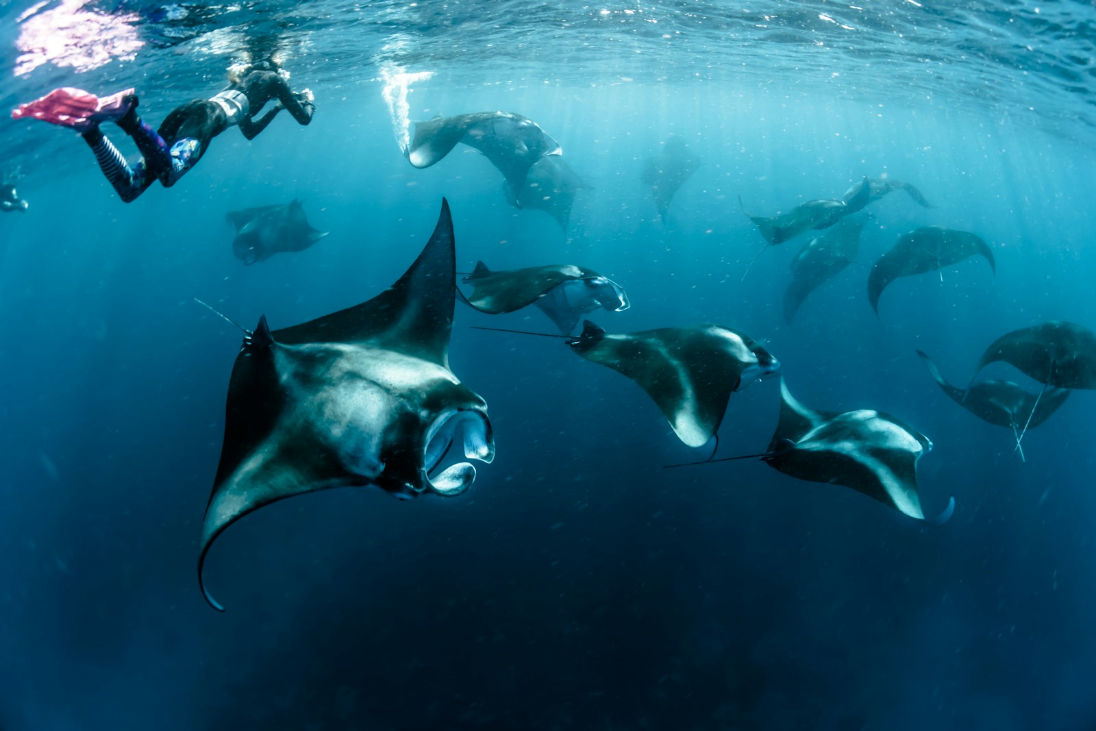 Top 8 Most Social Marine Animals