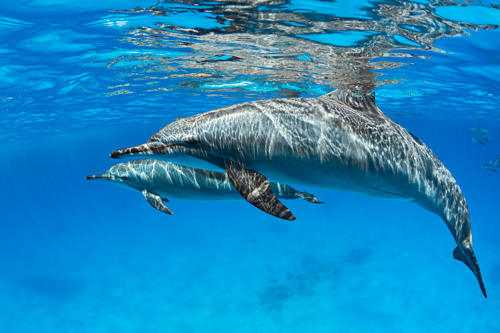 How Dolphins Use Sound Maps to Navigate