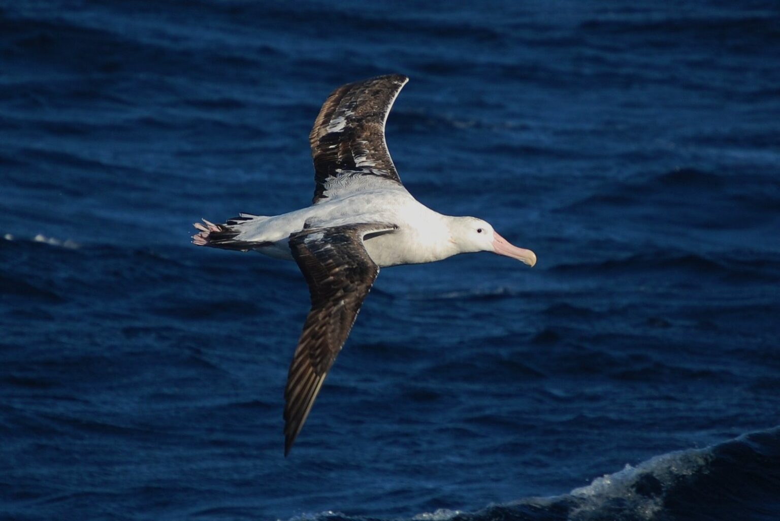 The Seabird That Drinks Saltwater and Survives