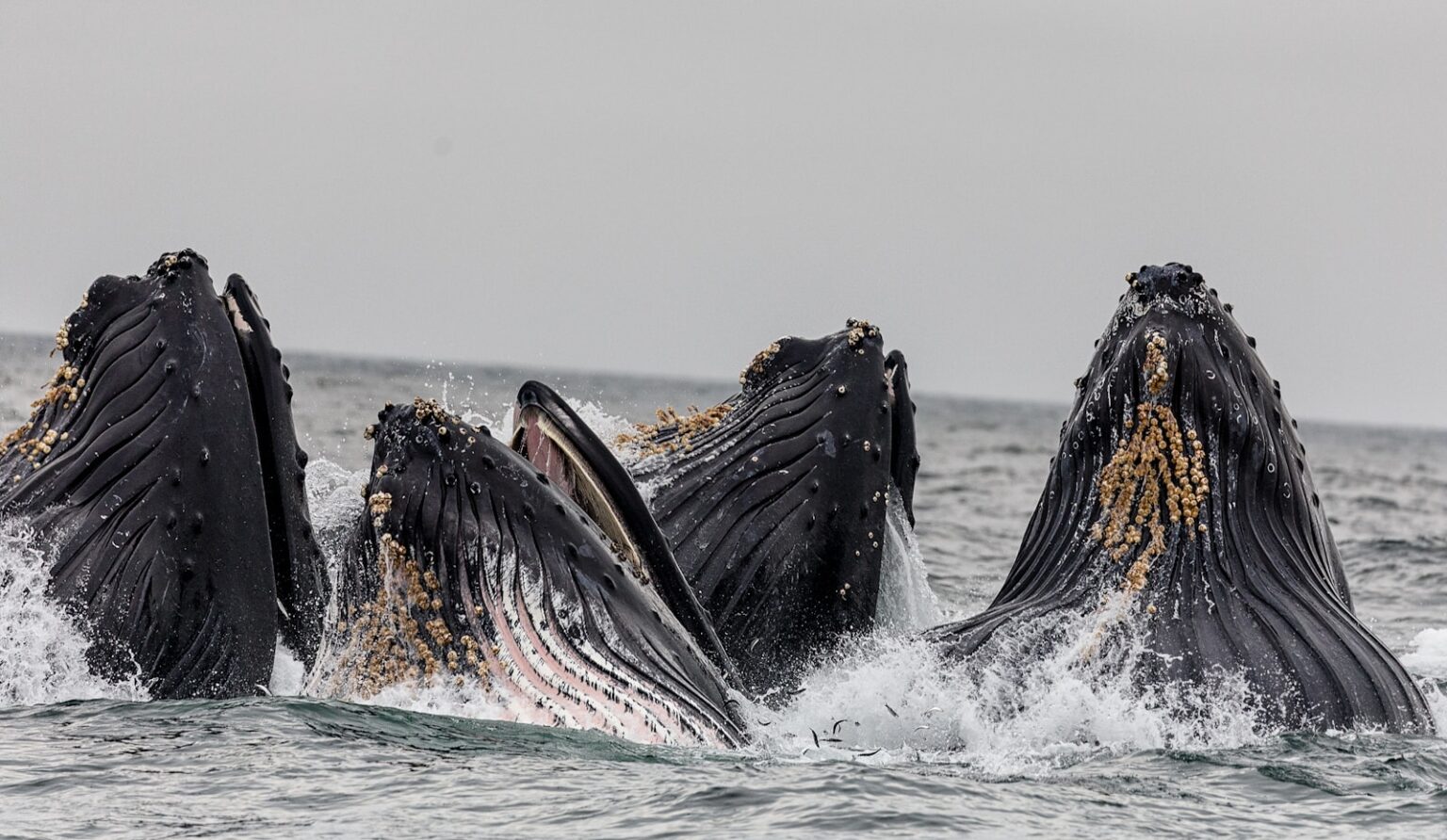 How Sonar Is Disorienting Whales Across the Globe
