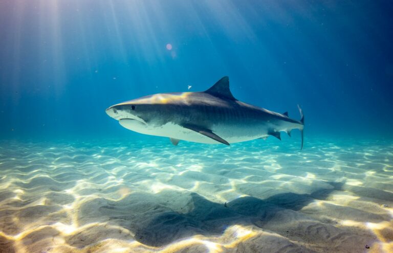 How Sharks Heal From Serious Wounds