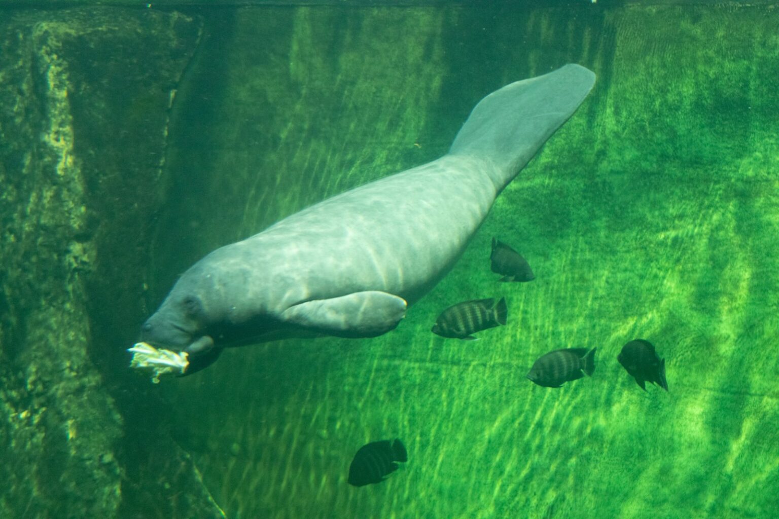 The Truth Behind Mermaid Legends and Manatees