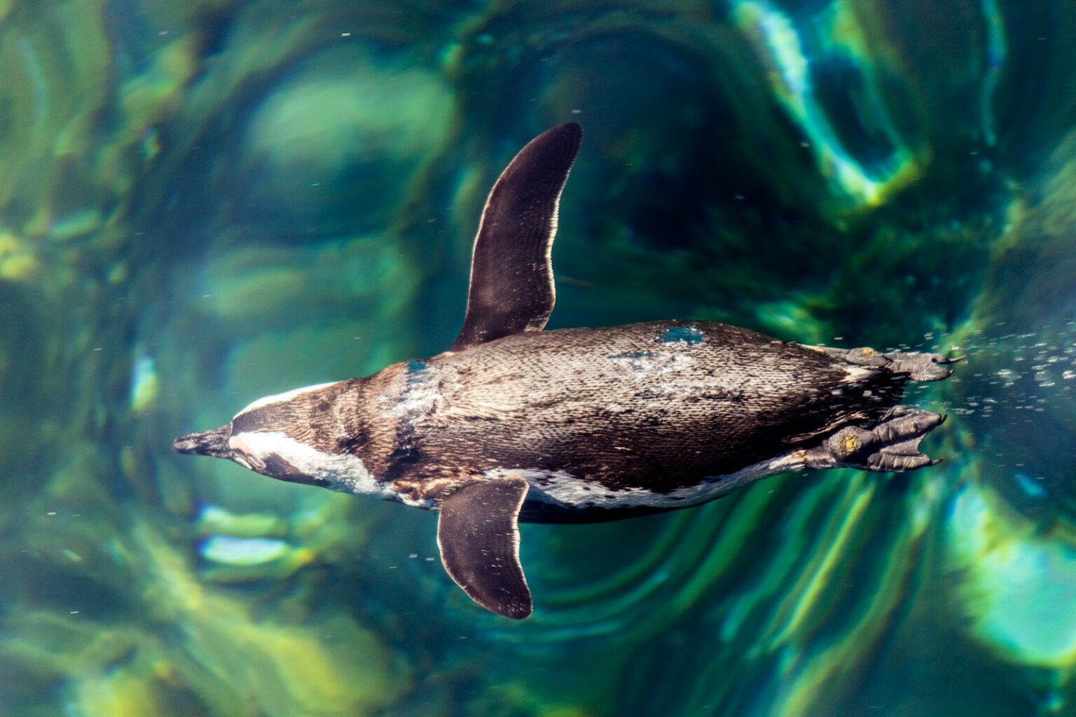 The Penguin That Surfs Waves Like a Pro