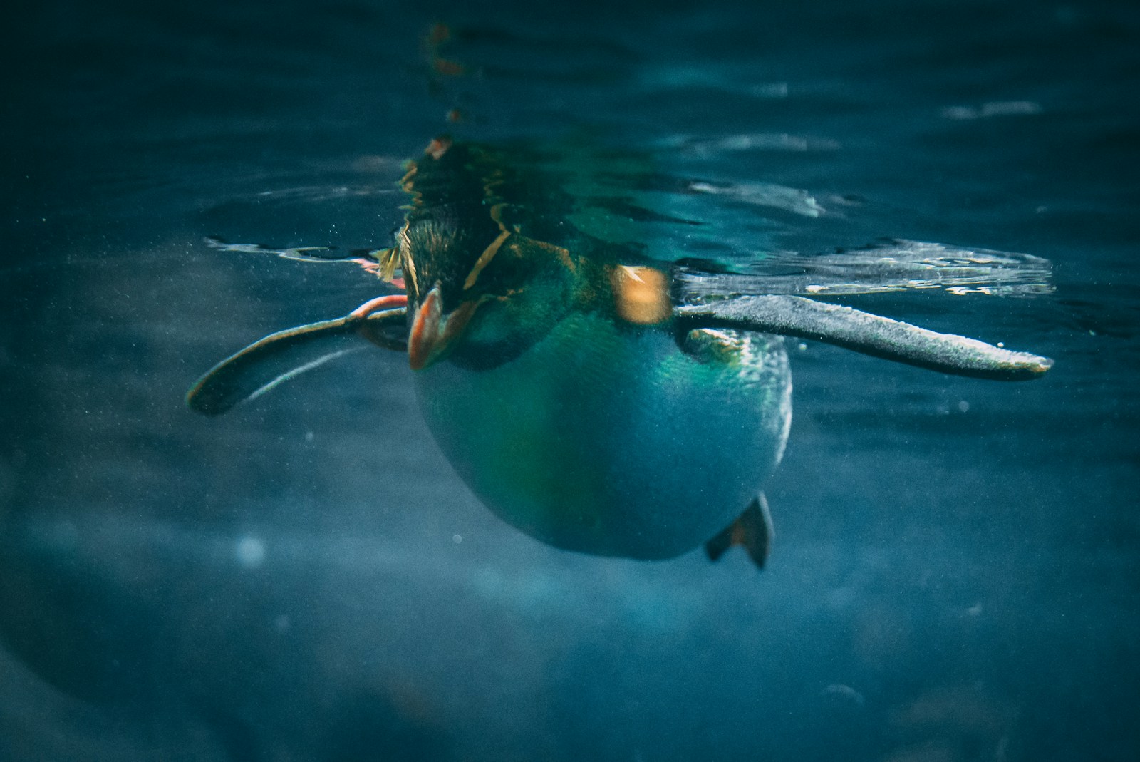 The Penguin That Surfs Waves Like a Pro