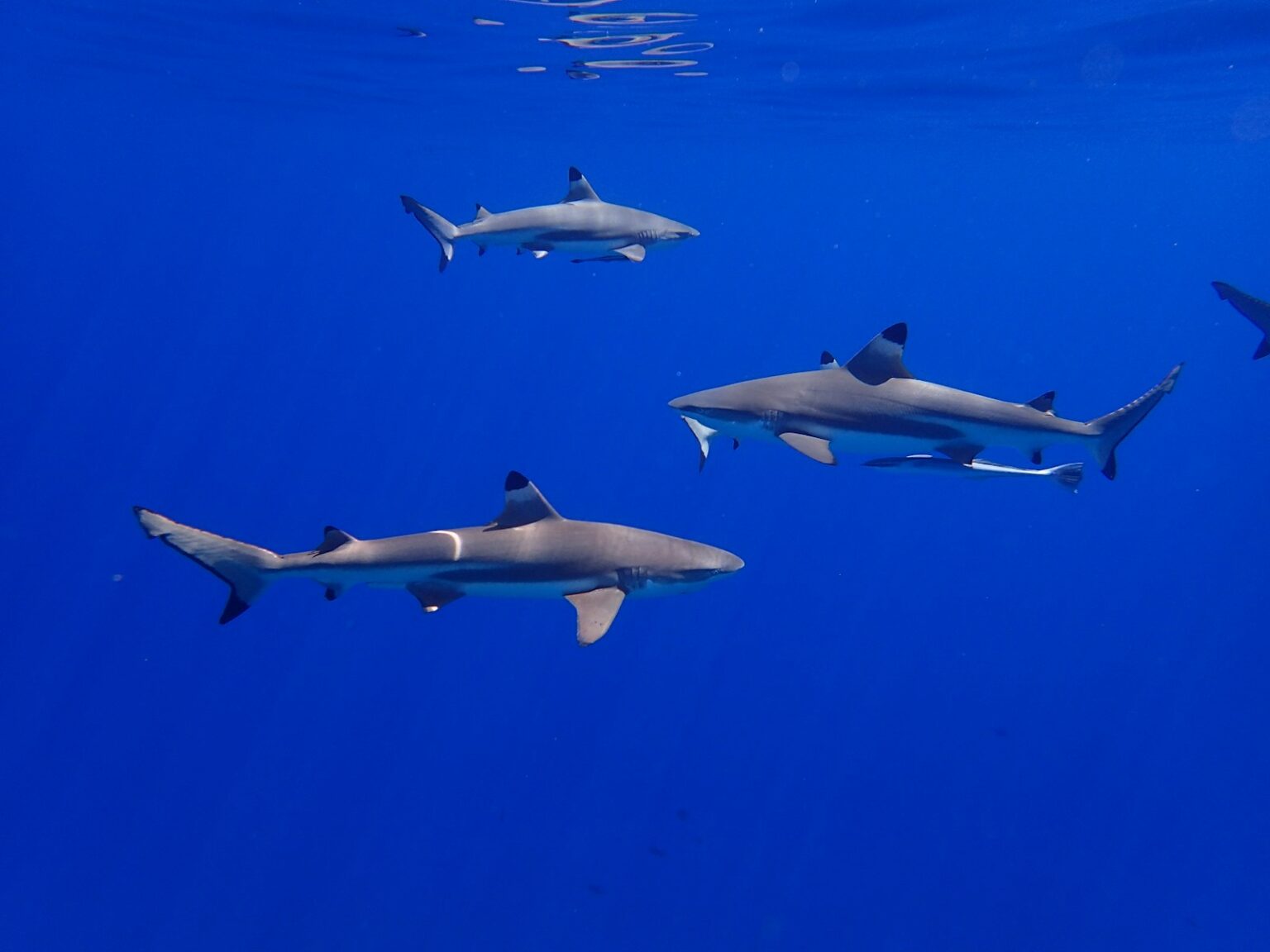 How Sharks Detect Electric Fields in Prey