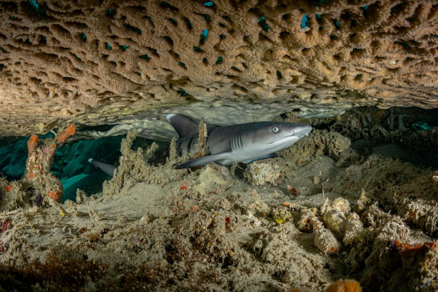 Why Sharks Are Vital to Ocean Health (And What Happens If They Disappear)