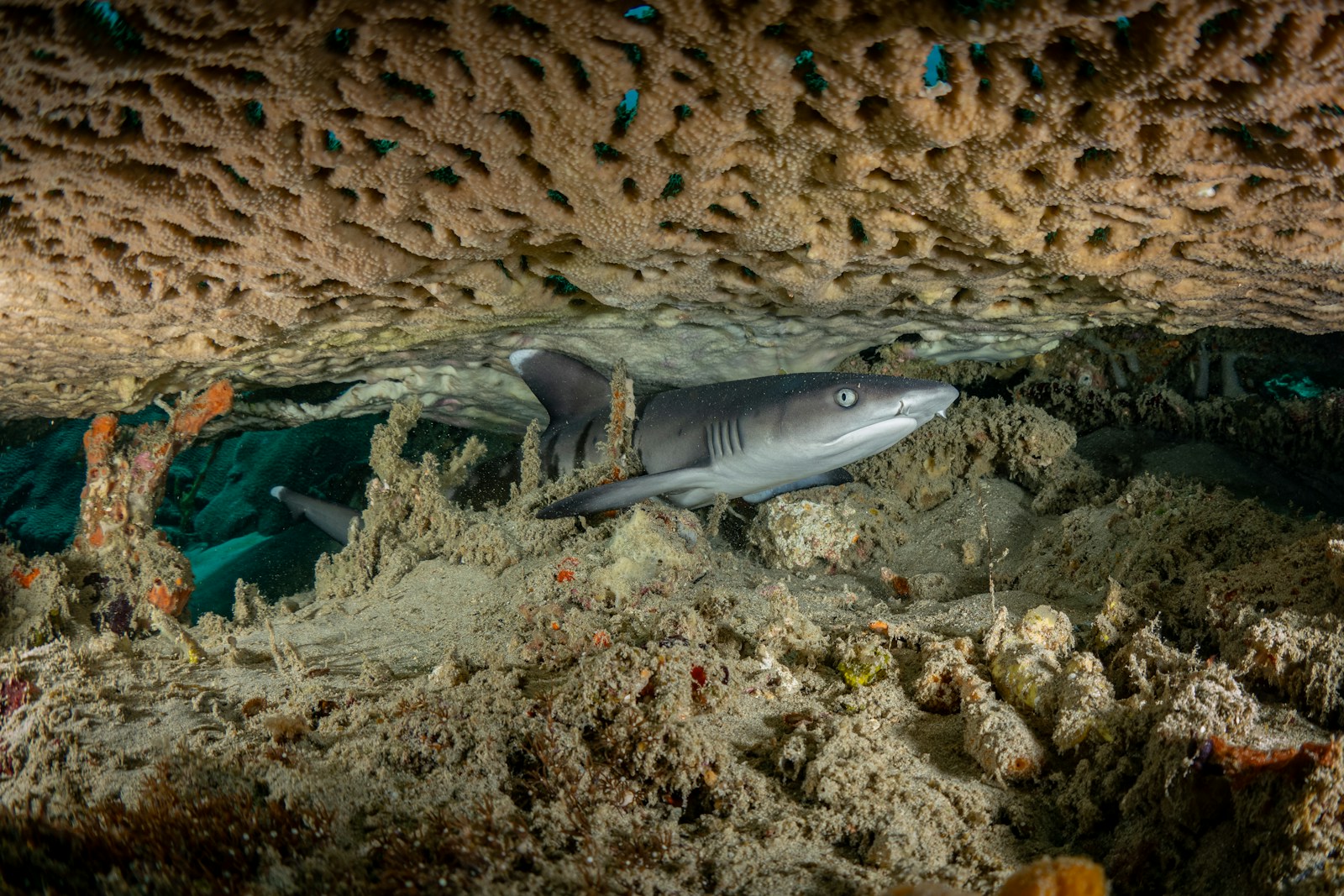 Why Sharks Are Vital to Ocean Health (And What Happens If They Disappear)