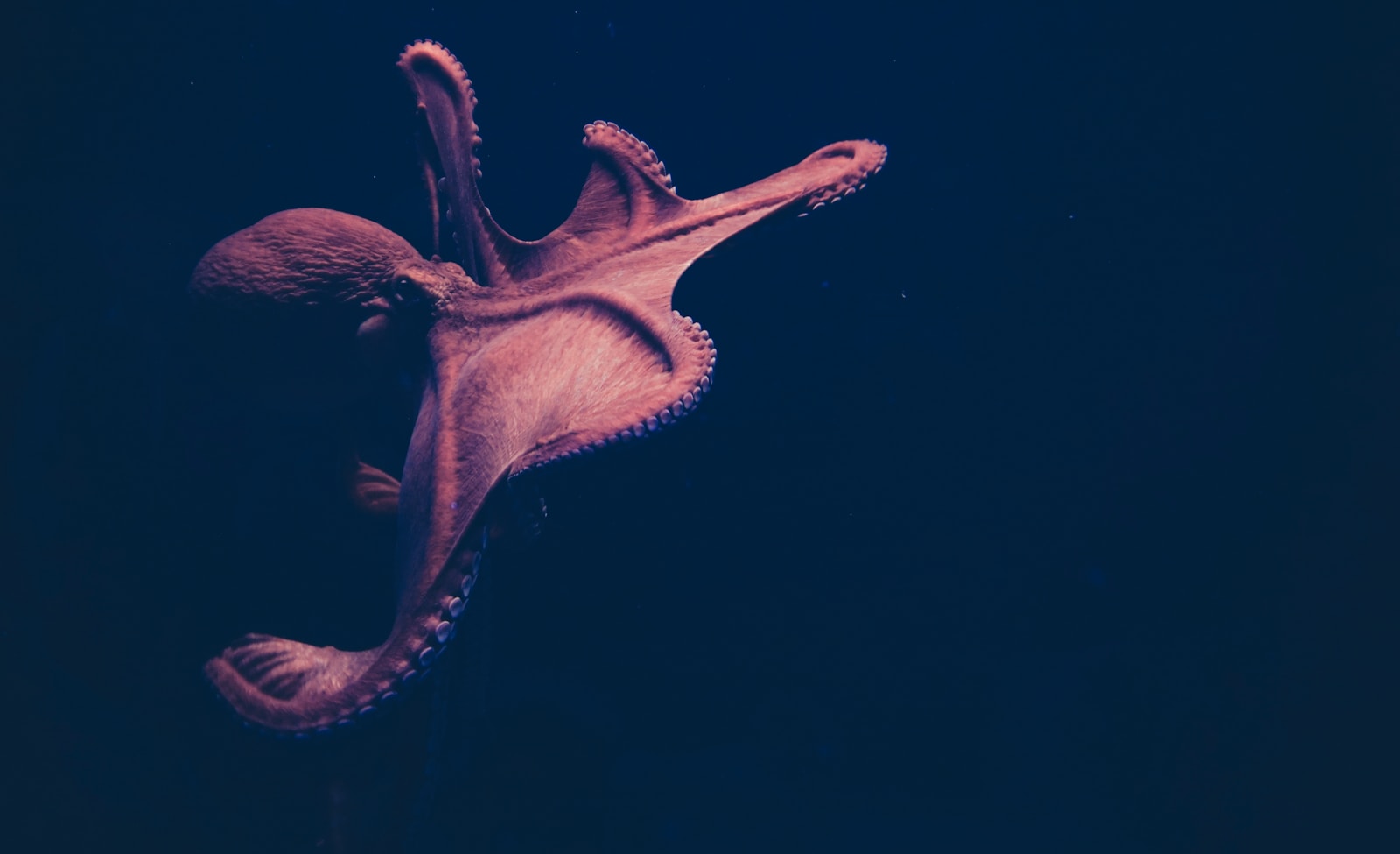The Deep-Sea Octopus That Guards Its Eggs for Four Years