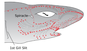 The Shark With a Nose Covered in Electrosensors