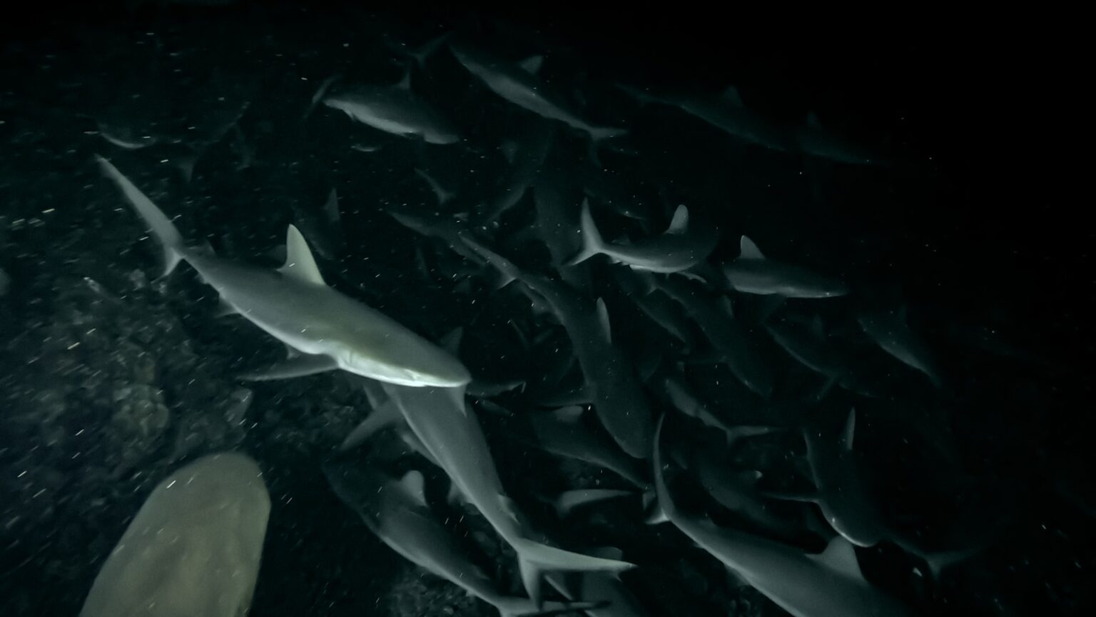 Why Some Sharks Travel Alone While Others Form Packs