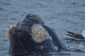 Can Whales Cry? The Emotional Lives of These Ocean Giants