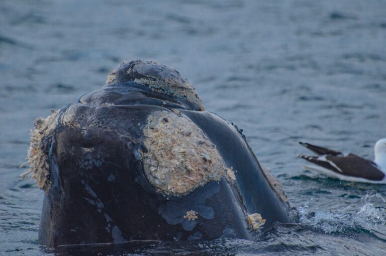 Can Whales Cry? The Emotional Lives of These Ocean Giants