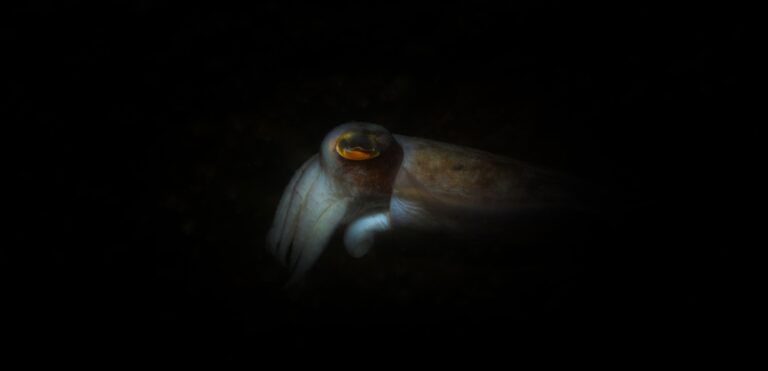 Why Deep-Sea Creatures Have Gigantic Eyes