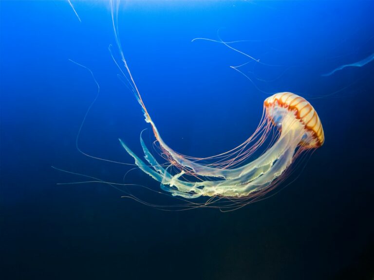 Can Jellyfish Feel Pain?