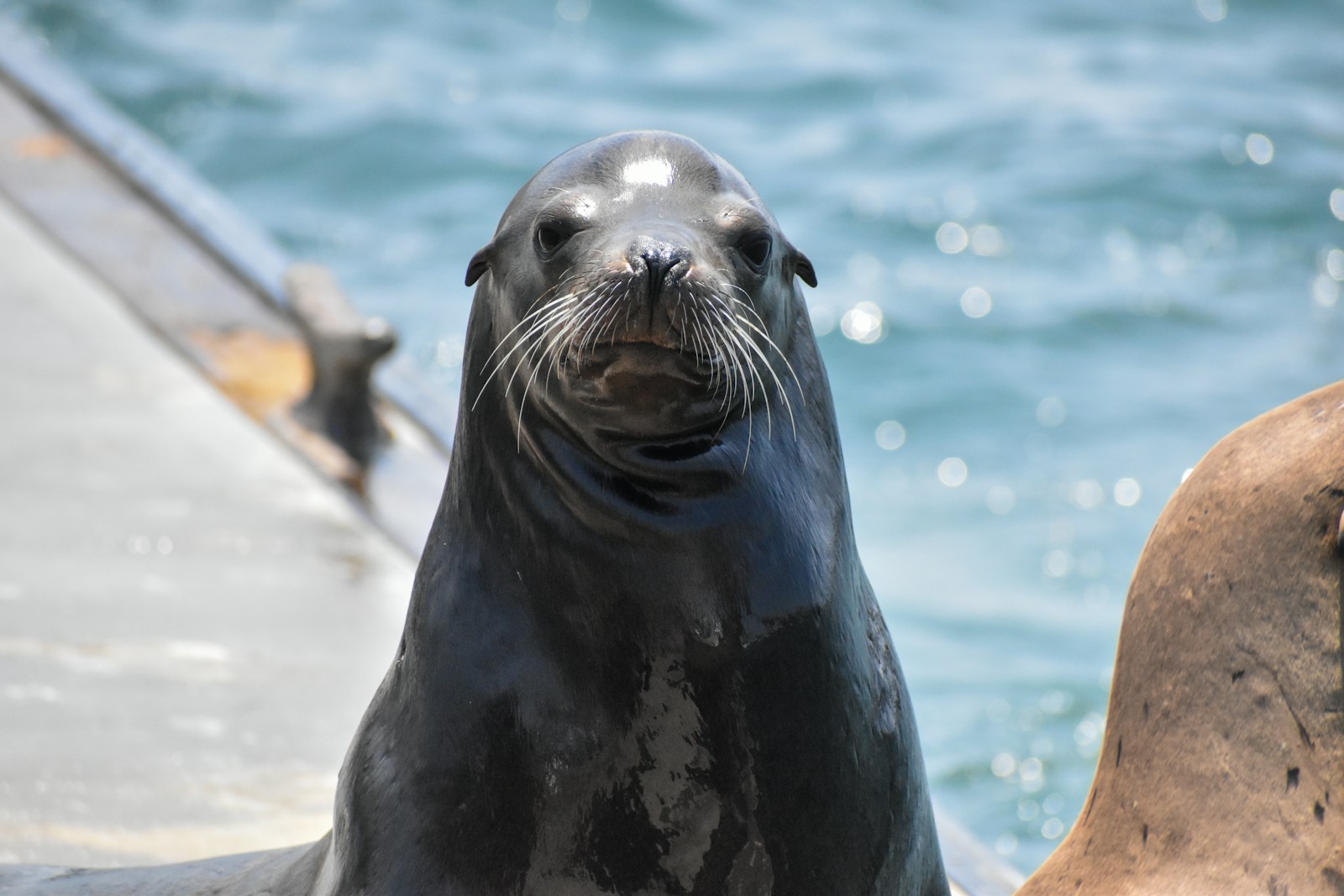 Top 12 Smartest Marine Mammals Ranked