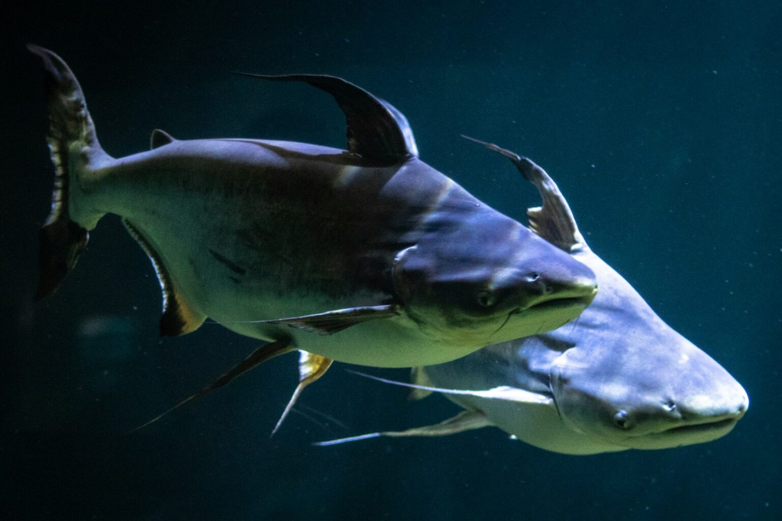 How Sharks Detect Electric Fields in Prey