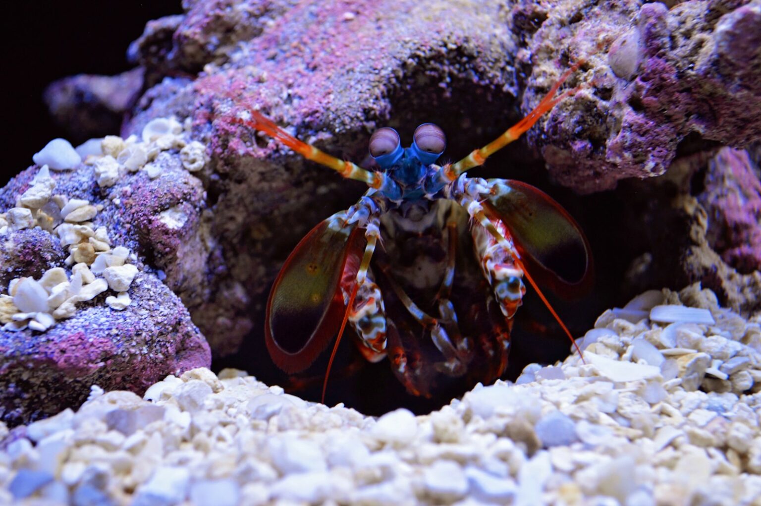 The Mantis Shrimp’s Punch—Faster Than a Bullet