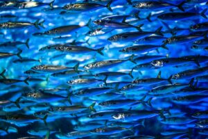How Sharks Compete With Dolphins for Prey