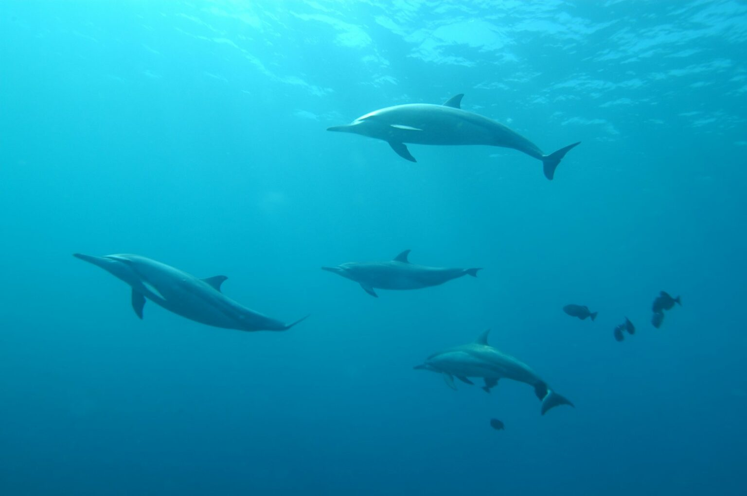 How Dolphins Use Group Coordination to Deter Predators