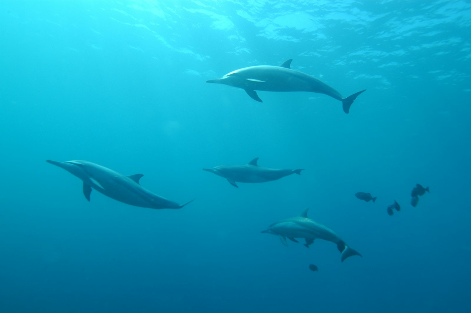 The Dolphin Brain vs. The Human Brain—Which Is Smarter?