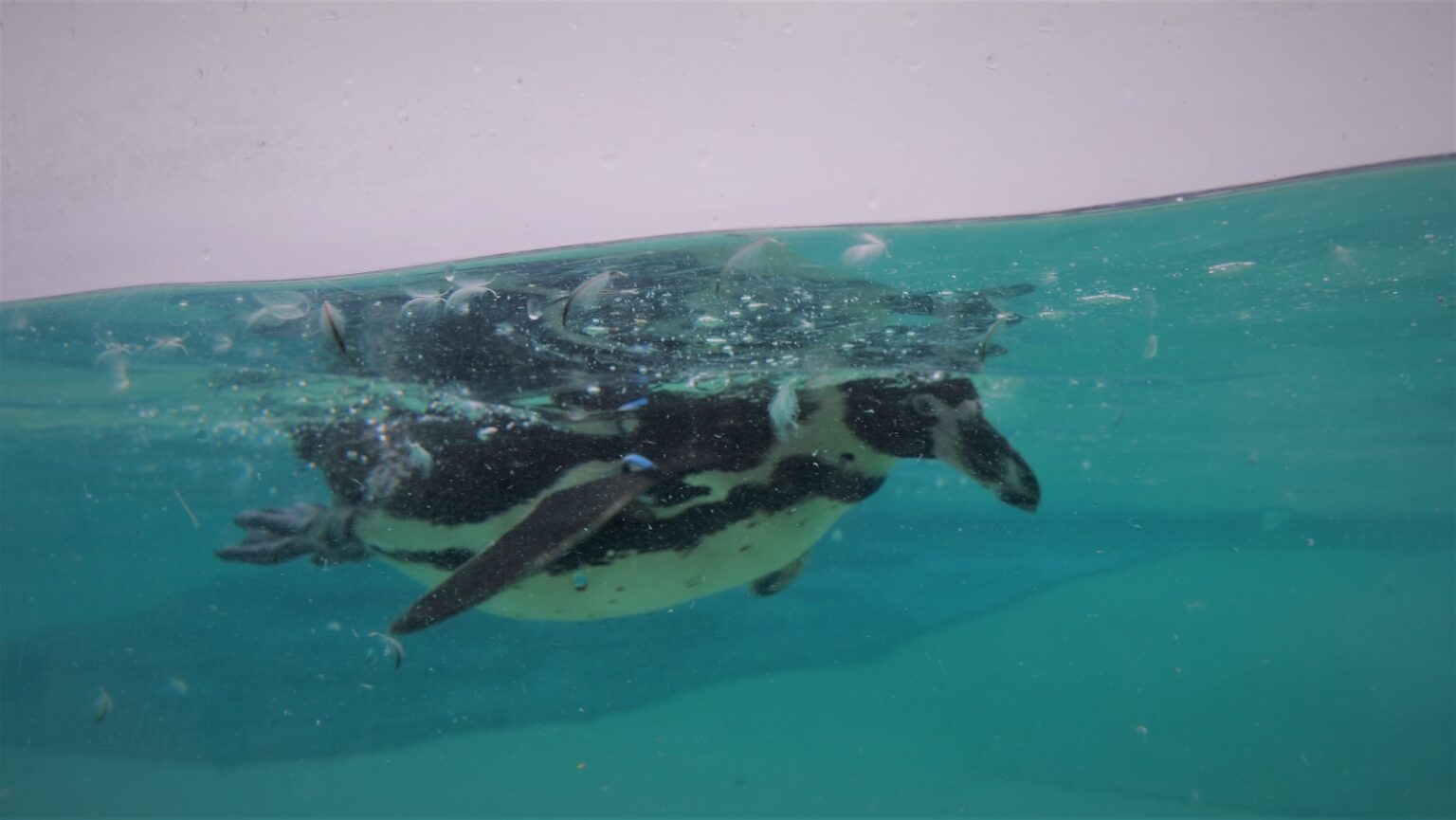 The Penguin That Surfs Waves Like a Pro