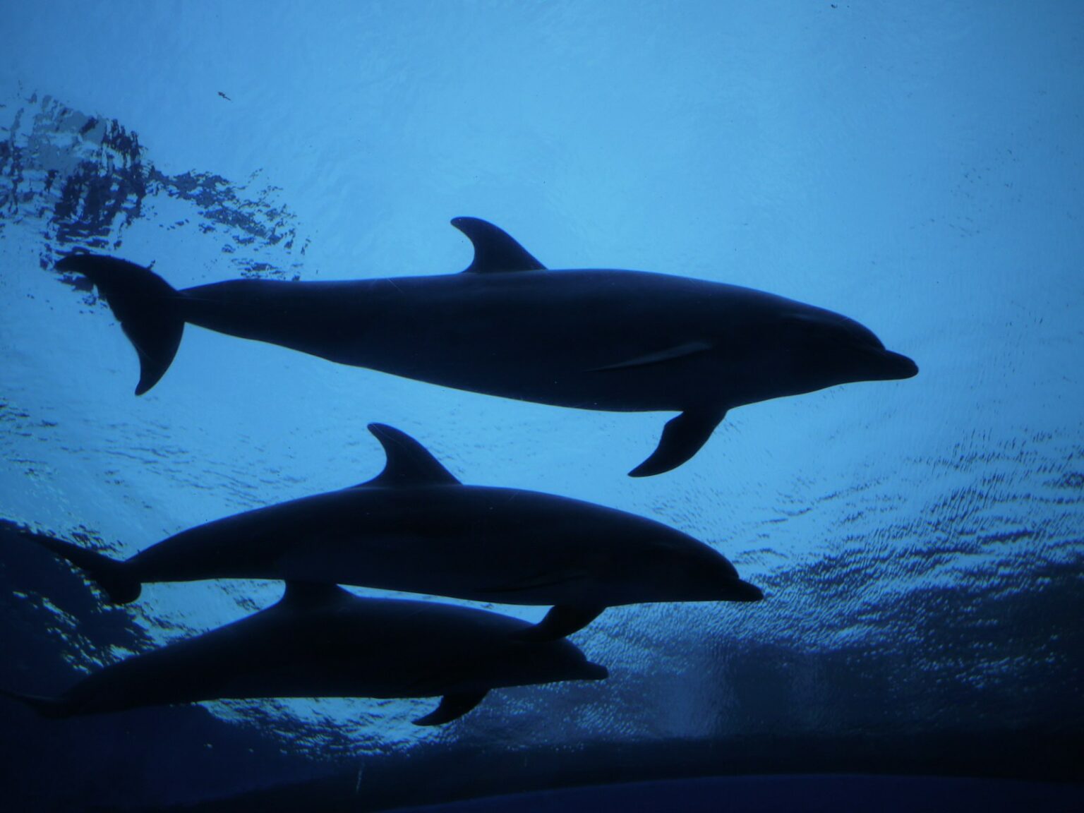 How Dolphins Work Together to Hunt Prey