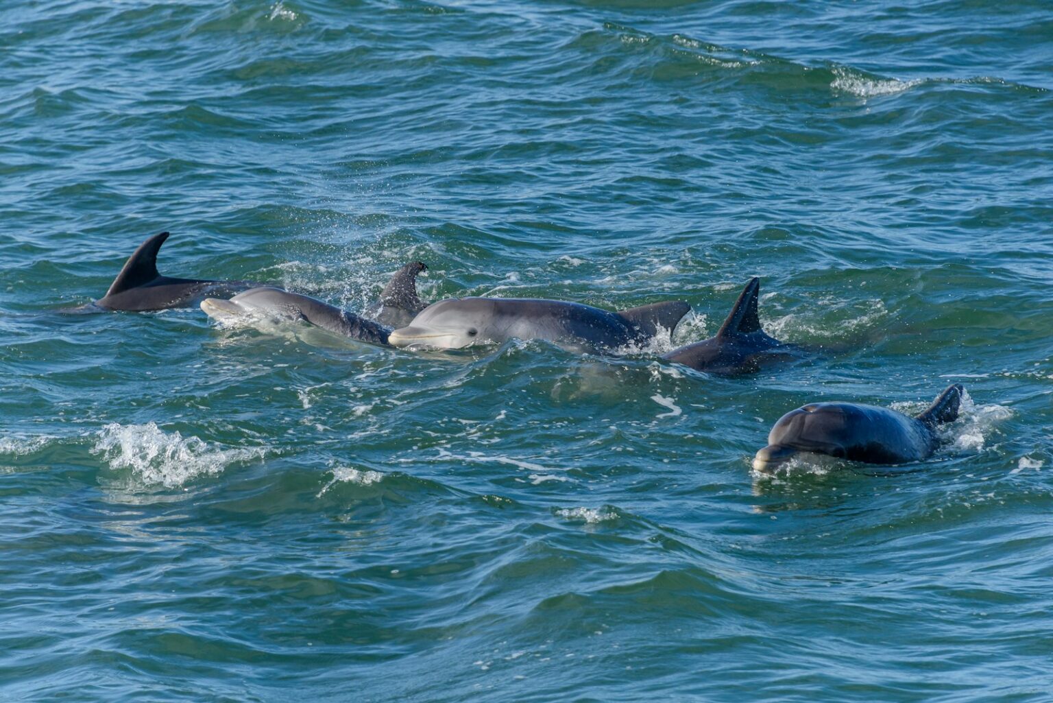 How Dolphins Save Injured Friends in the Wild