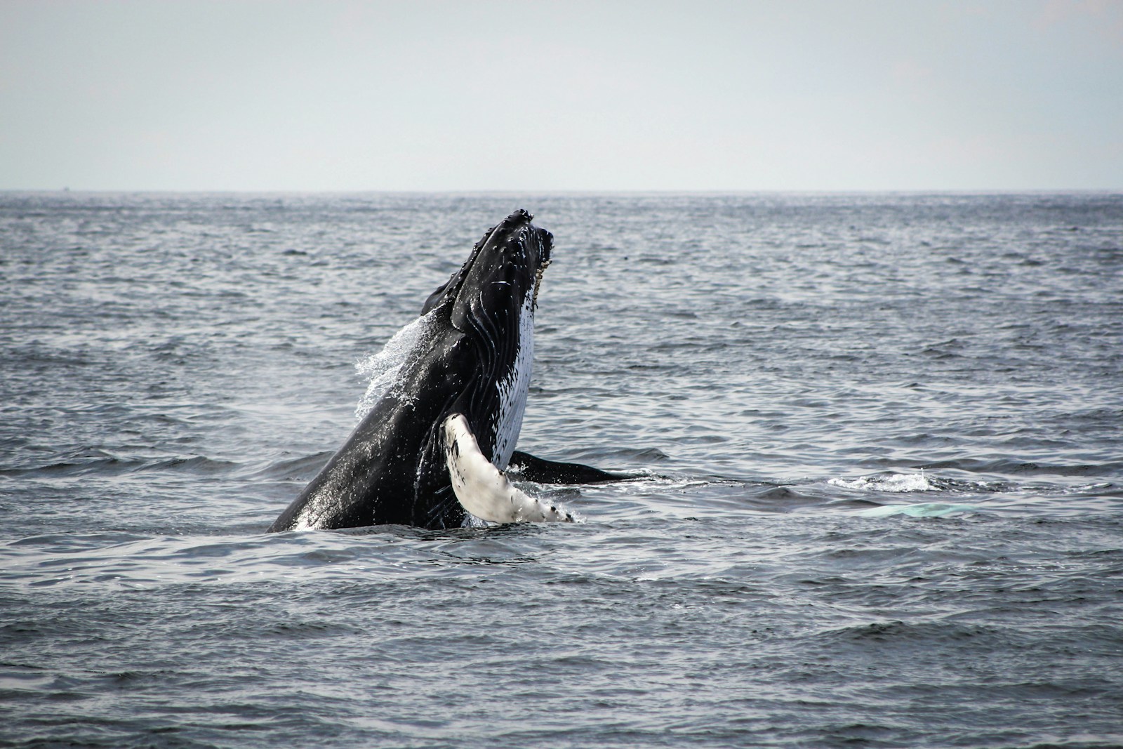 Top 12 Smartest Marine Mammals Ranked