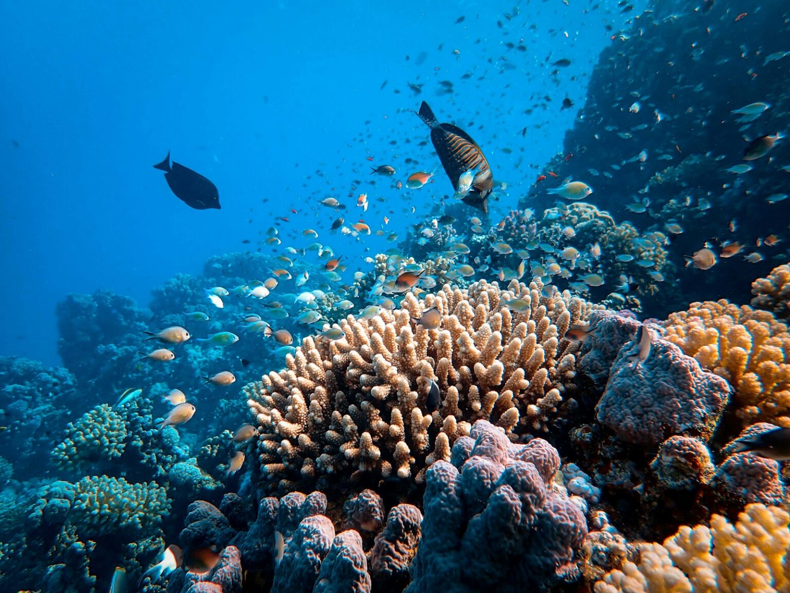 Why Coral Bleaching Disrupts Whale Feeding Patterns