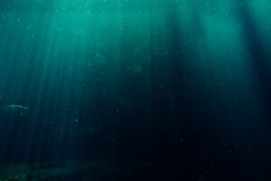 Why Do Some Deep-Sea Creatures Glow? The Science of Bioluminescence
