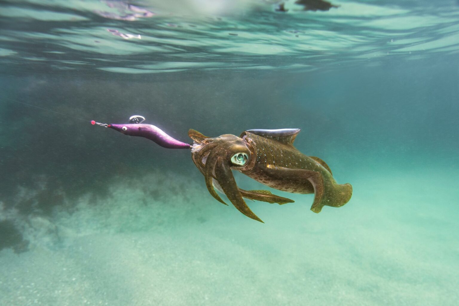 The Giant Squid: A Deep-Sea Legend Finally Caught on Camera