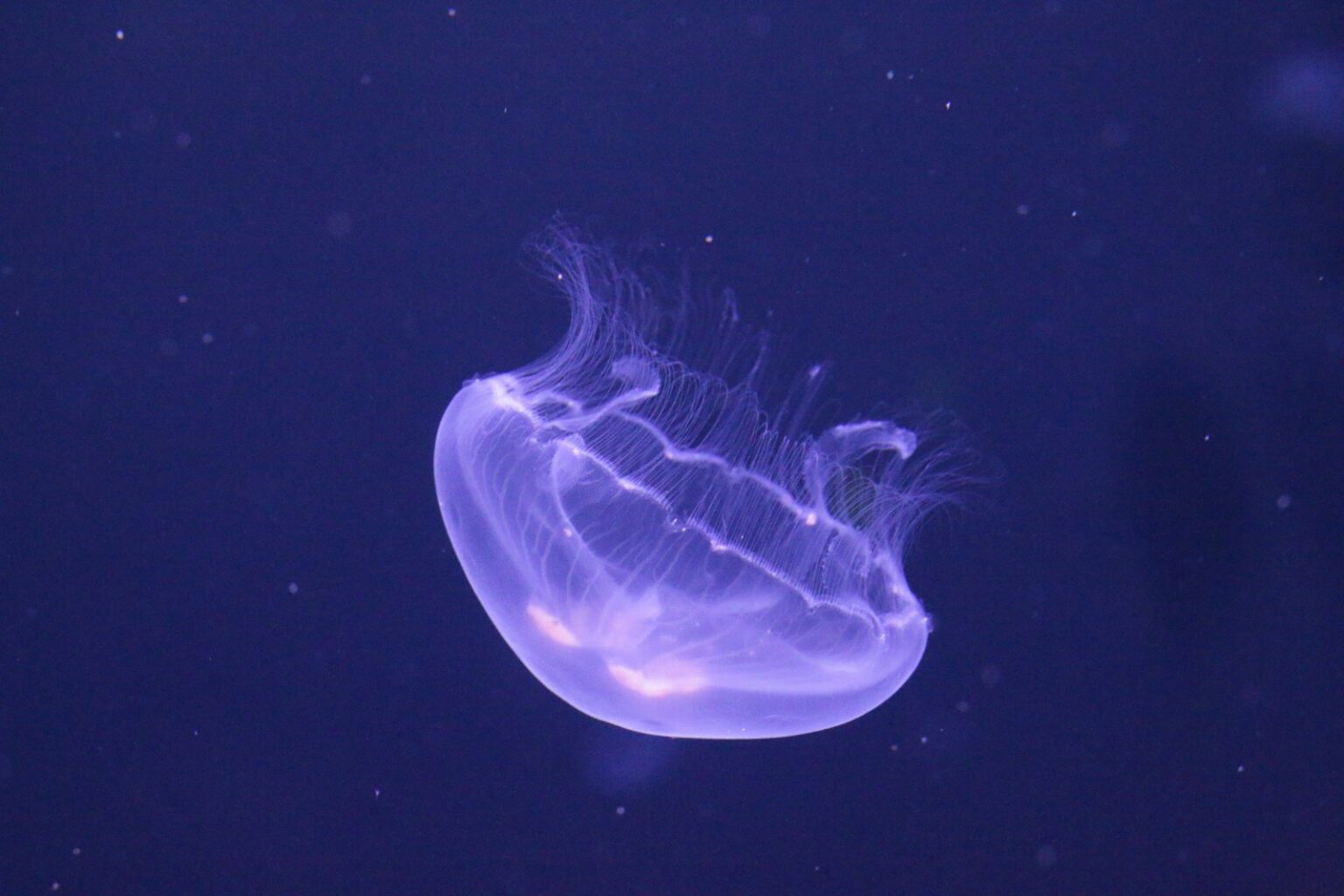 How Climate Change Is Impacting Jellyfish Populations