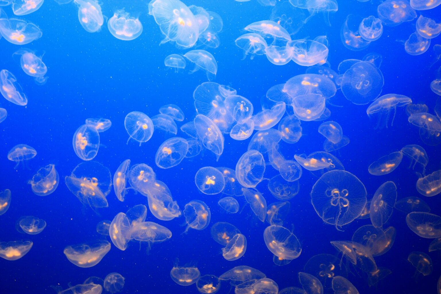 Why Jellyfish Blooms Are Becoming More Common