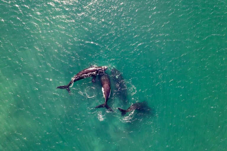 12 Unique Orca Traditions Passed Down Through Generations