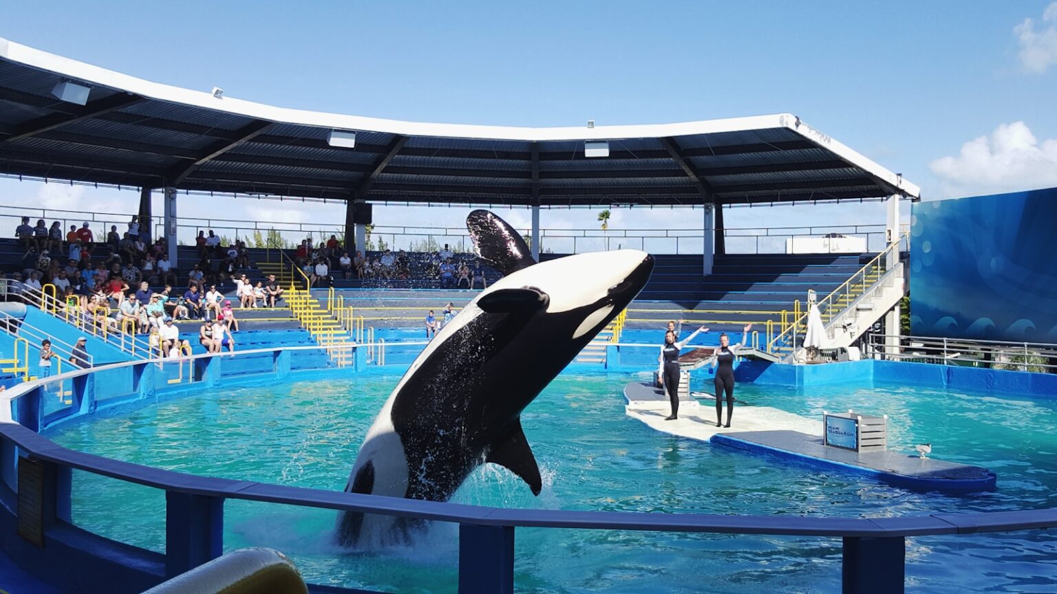Orca Pods: The Social Structures Behind Their Success