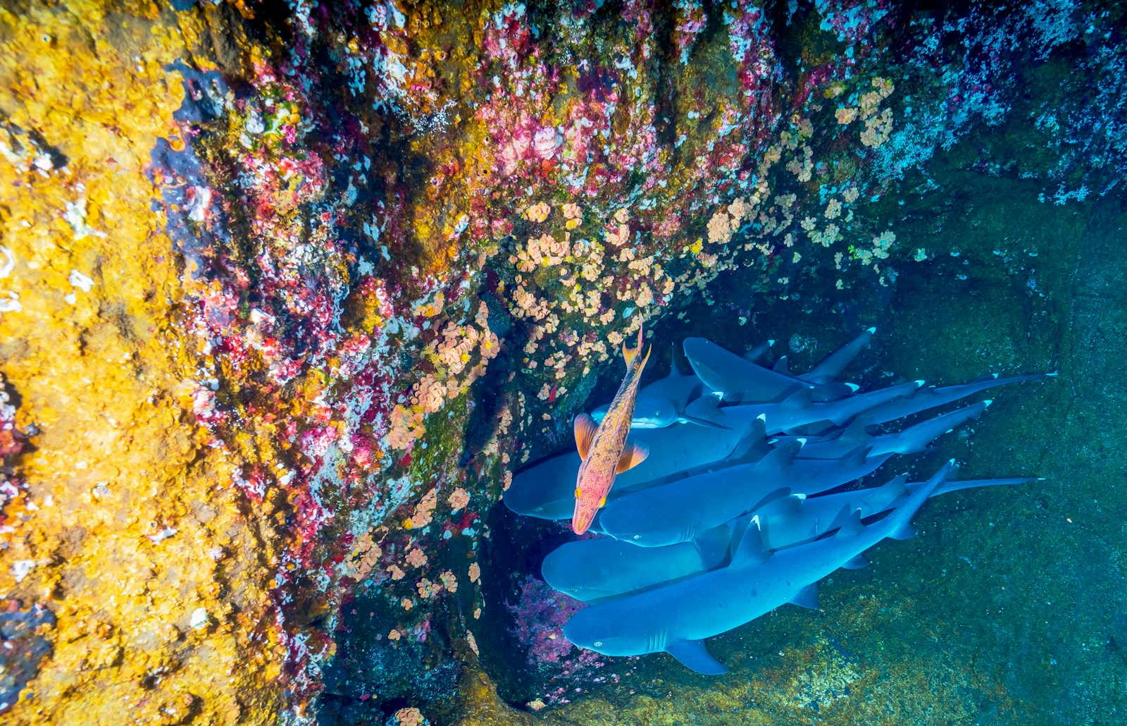 Why Some Sharks Travel Alone While Others Form Packs