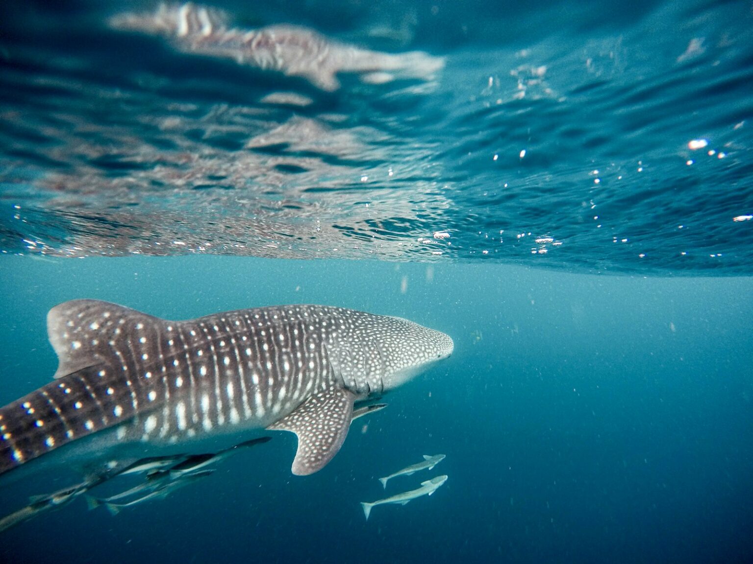 Why Some Sharks Have Stripes and Others Have Spots