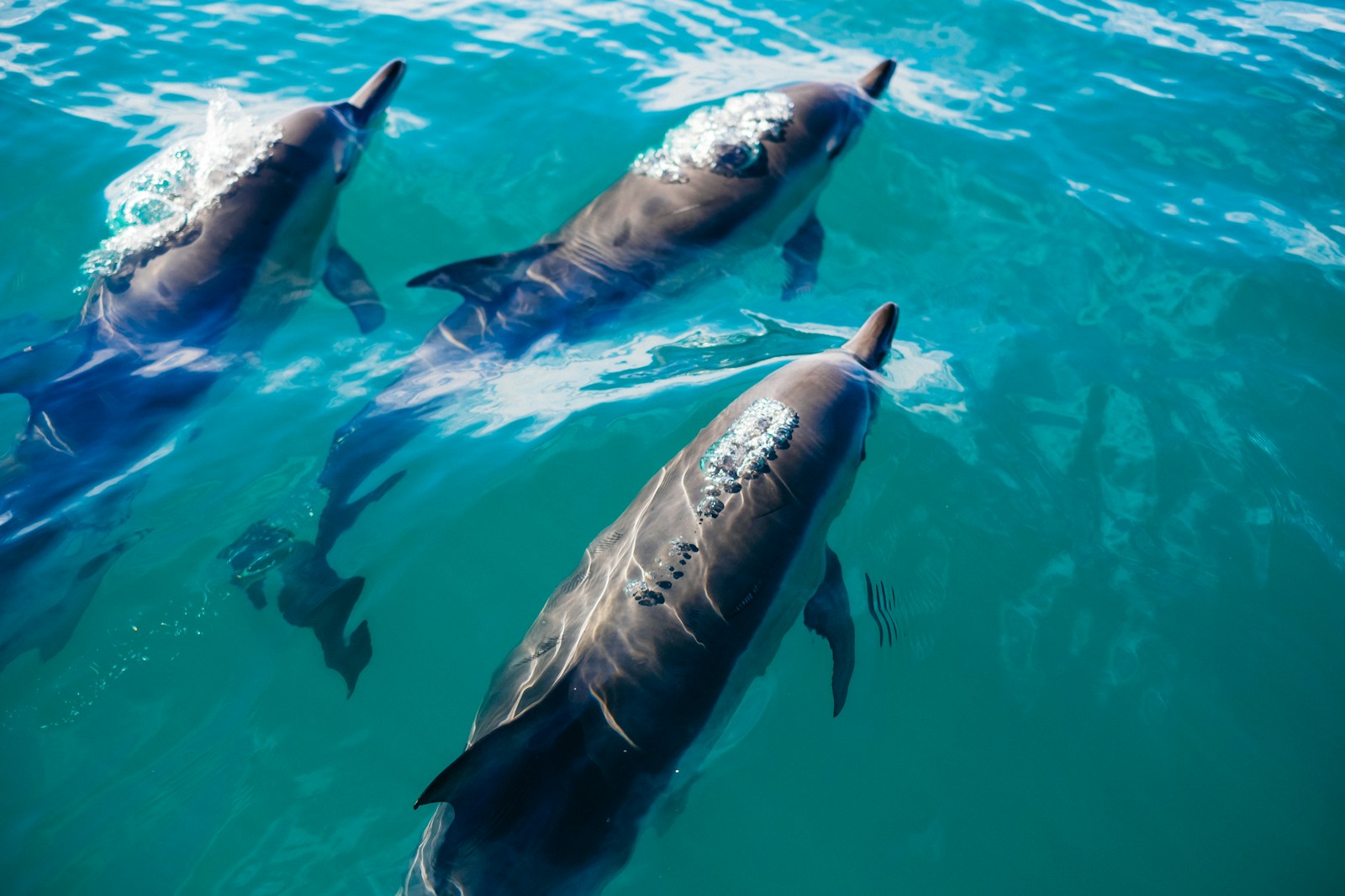 How Dolphins Work Together to Hunt Prey